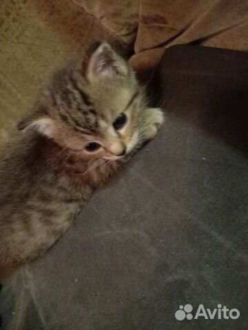 Мальченка ищет семью