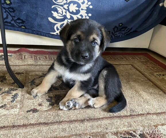 Восточноевропейская овчарка