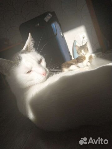 Неразлучники кот и кошка