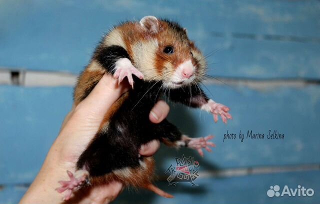 Полевой (обыкновенный) хомяк. Разводные