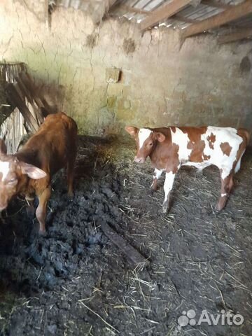 Бычки и телята