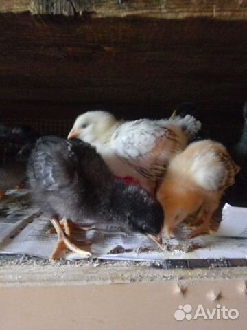 Цыпленок Доминант