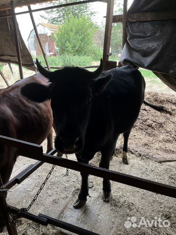 Телки на мясо