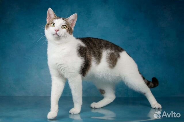 Сверхласковый кот Крис подросток в дар