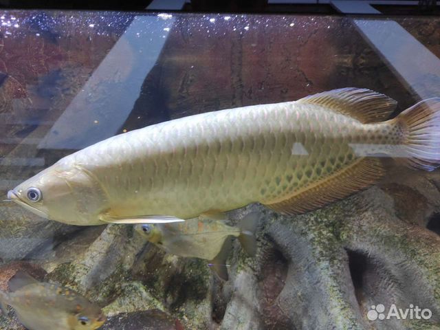 Арована Джардини