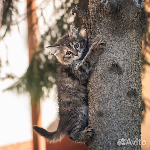 Котенок девочка