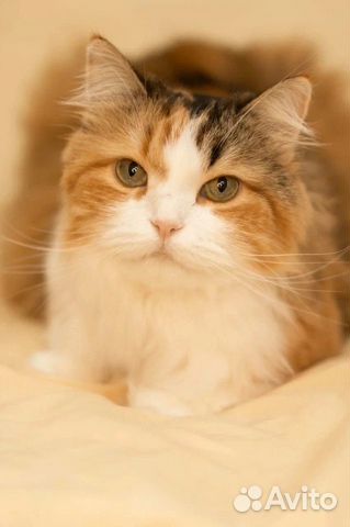 Кошка - бриллиант