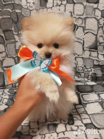 Продаются щенки померанского шпица,2 мес