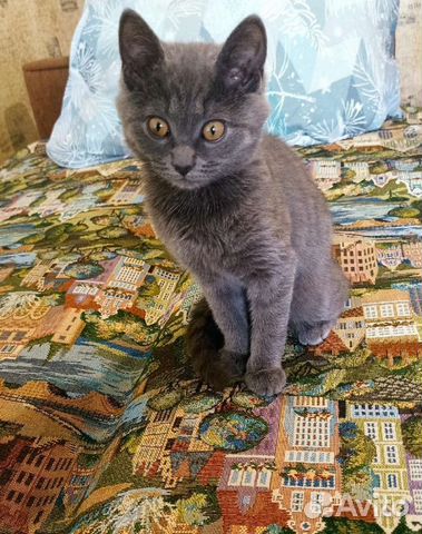 Котенок полубританец 3 месяца