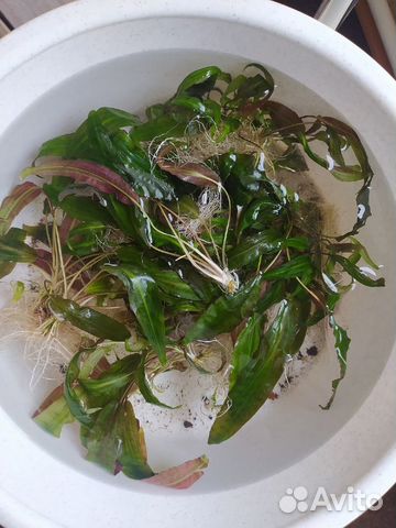 Тазик свежей прополки криптокорины цена за все