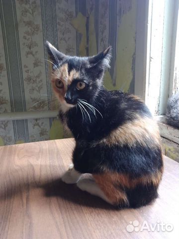 Кошечка в добрые руки