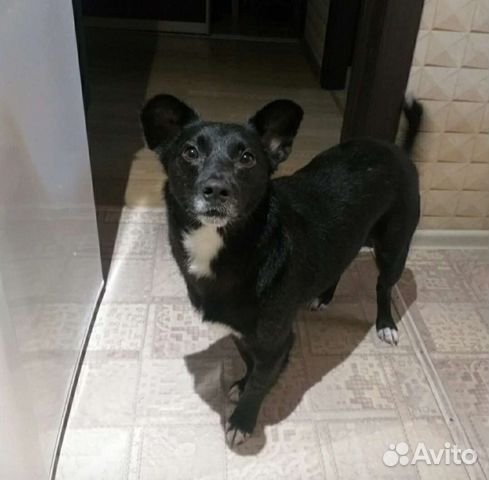 Собаки бесплатно маленькая