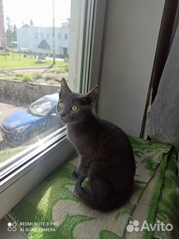 Отдам котенка в добрые руки