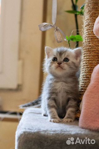 Кошки шотландцы