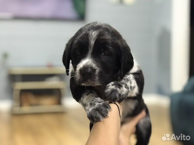 Отдам щенков 1 месяц