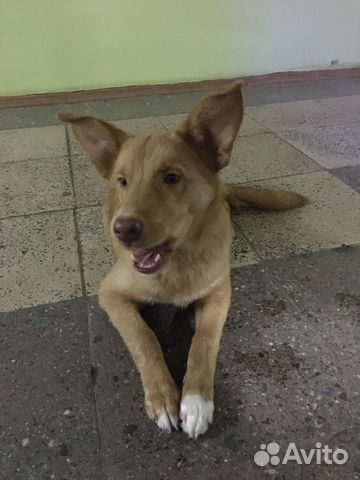 Щенок в любящие руки