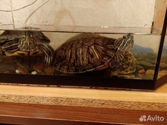 Отдам красноухих черепах