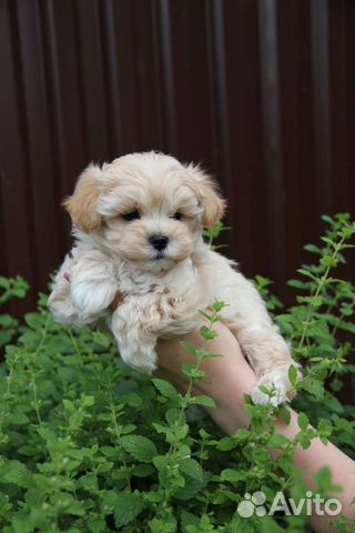 Роскошные мальтипу f1 mini