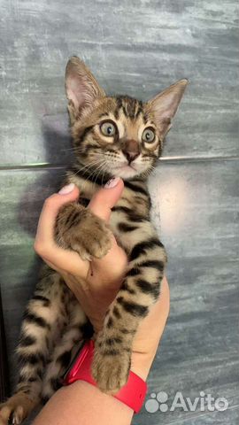 Бенгальские котята