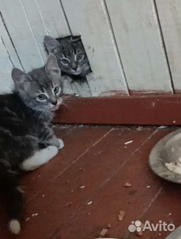 Кошка