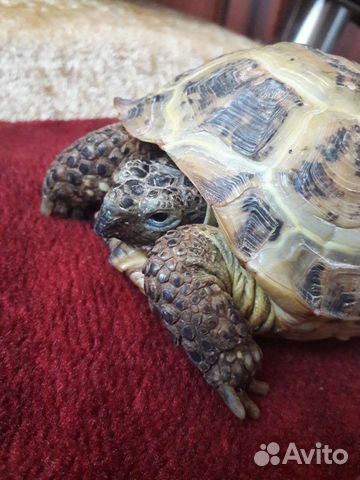 Черепаха сухопутная