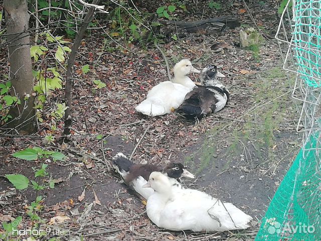 Утки мясные