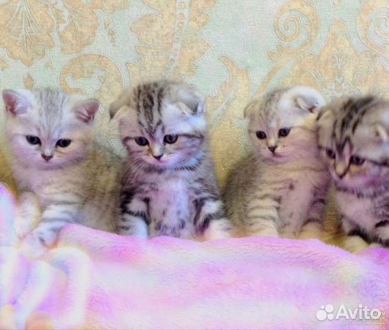 Шотландские вислоухие котятки