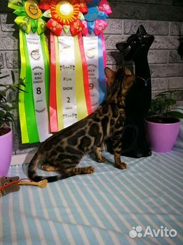 Бенгальские котята