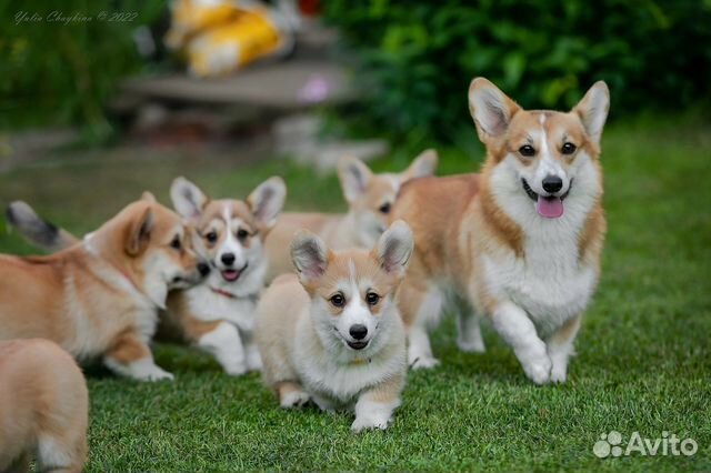 Замечательные щенки Вельш-корги пемброк мальчики