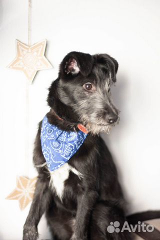 Небольшой щенок в добрые руки