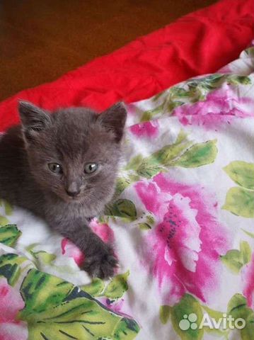 Котёнк 200 грамм от роду