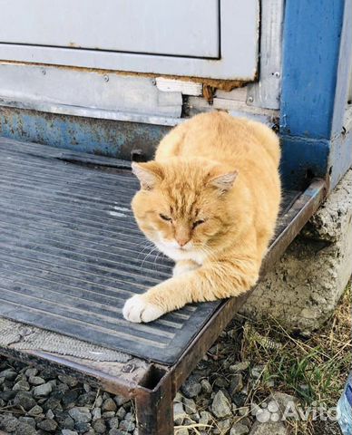 Кот живет на улице
