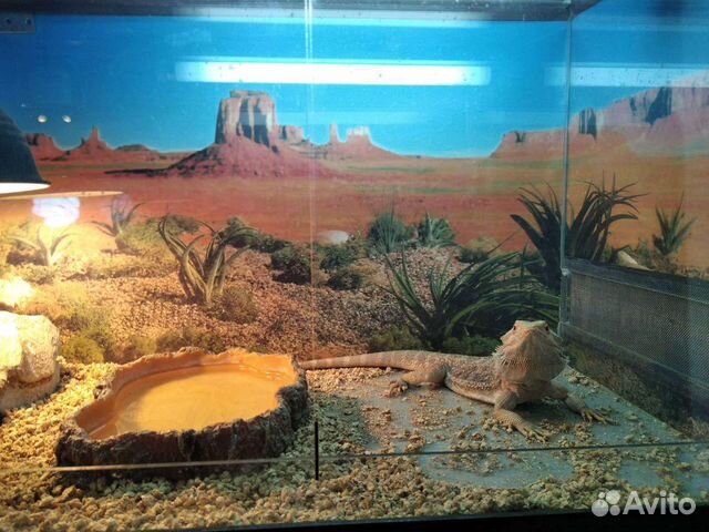 Бородатая Агама