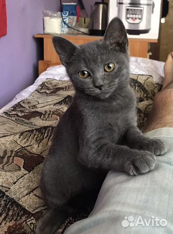 Британец котенок