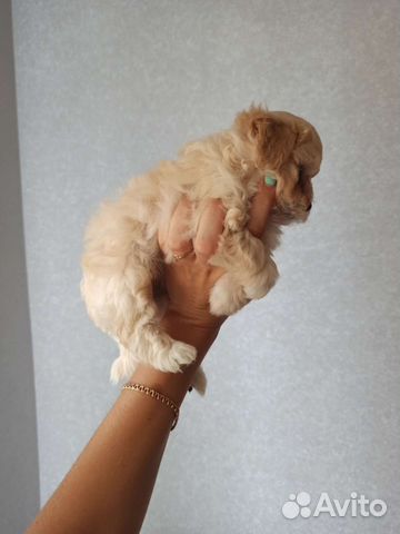 Мальтипу девочка Extra baby face мини Корея