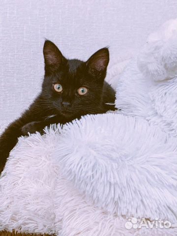 Кошка