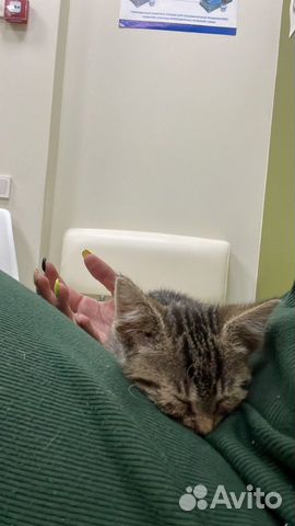 Отдам котенка на передержку или в добрые руки