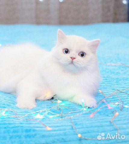 Хайленд Страйт белая с голубыми глазами