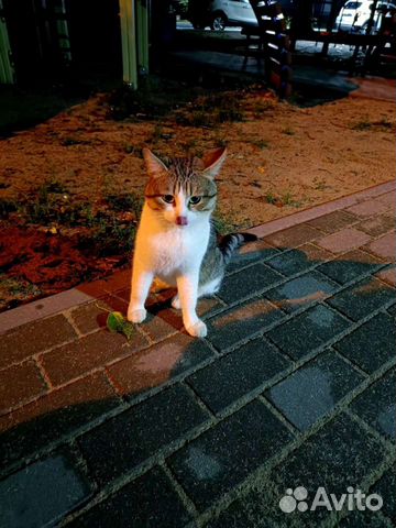 Котики бесплатно