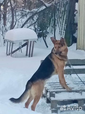 Немецкая овчарка