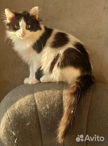 Лаки- тульский пряник