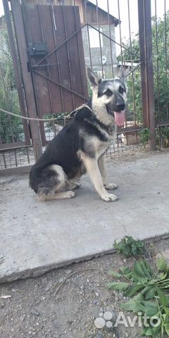 Щенки Восточноевропейской овчарки