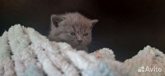 Шотландские прямоухие котята