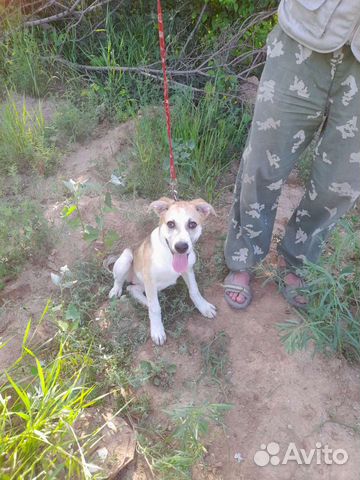 Соня ищет дом