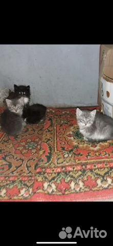 Котятки серый черный маркизики от дворовой кошки