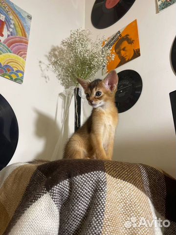 Абиссинские котята