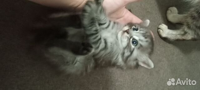 Британские котята