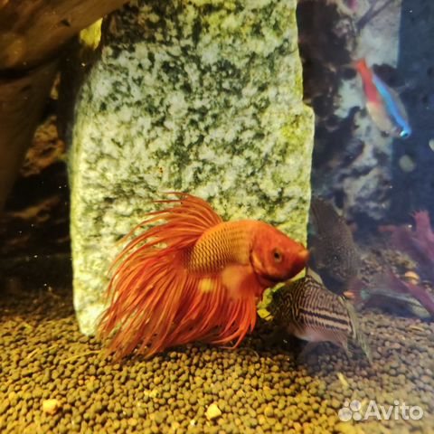 Рыбка петушок