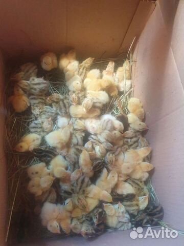 Инкубация яиц перепела и курицы