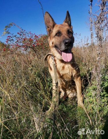 Собака мальчик, Мухтар ищет дом